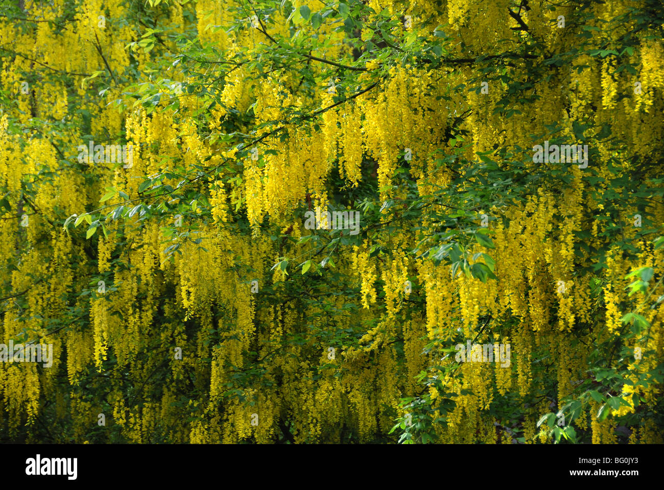 Laburnum flower hi-res stock photography and images - Alamy