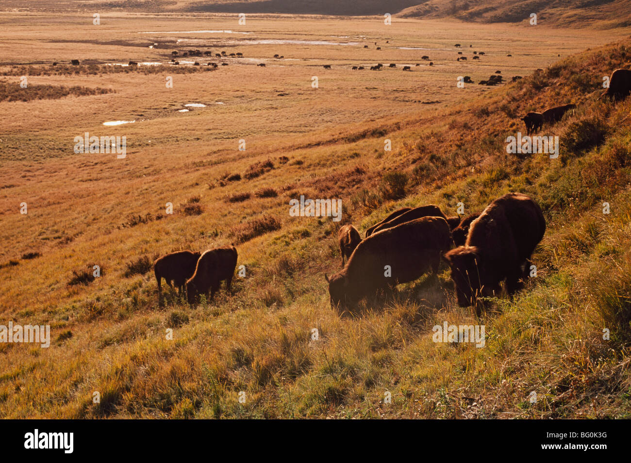 Sunrise on bison (Bison bison) grazing on hillside Stock Photo - Alamy