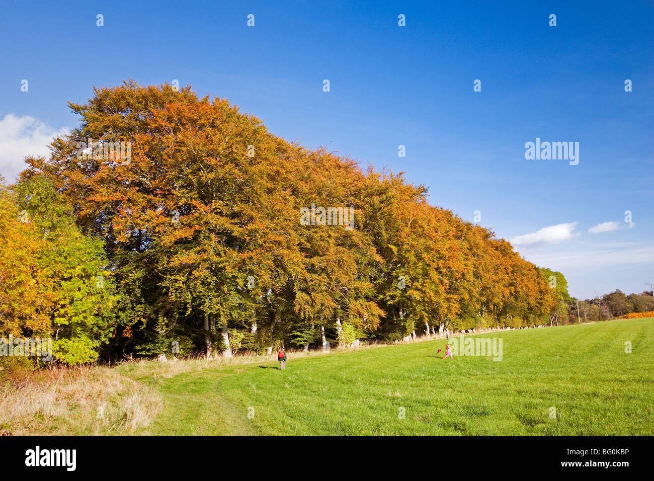 Autumn Colours on the Bogton Braes Walk near Comrie Stock Photo - Alamy