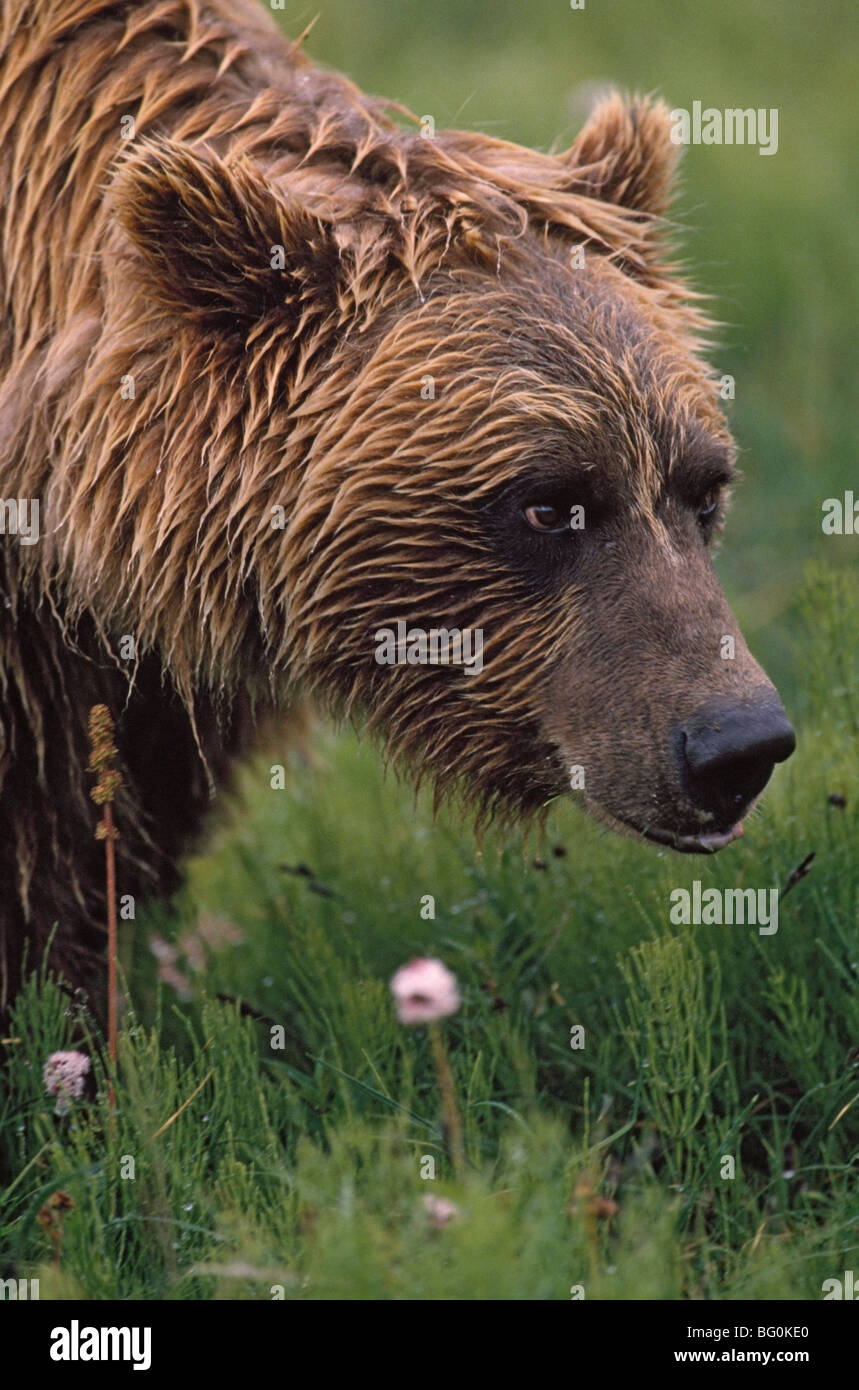 Grizzly bear wet from rain Stock Photo - Alamy