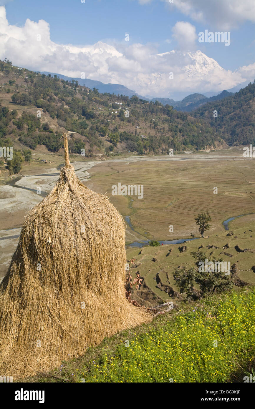 Hay bale, Sikles trek, Pokhara, Nepal, Asia Stock Photo - Alamy