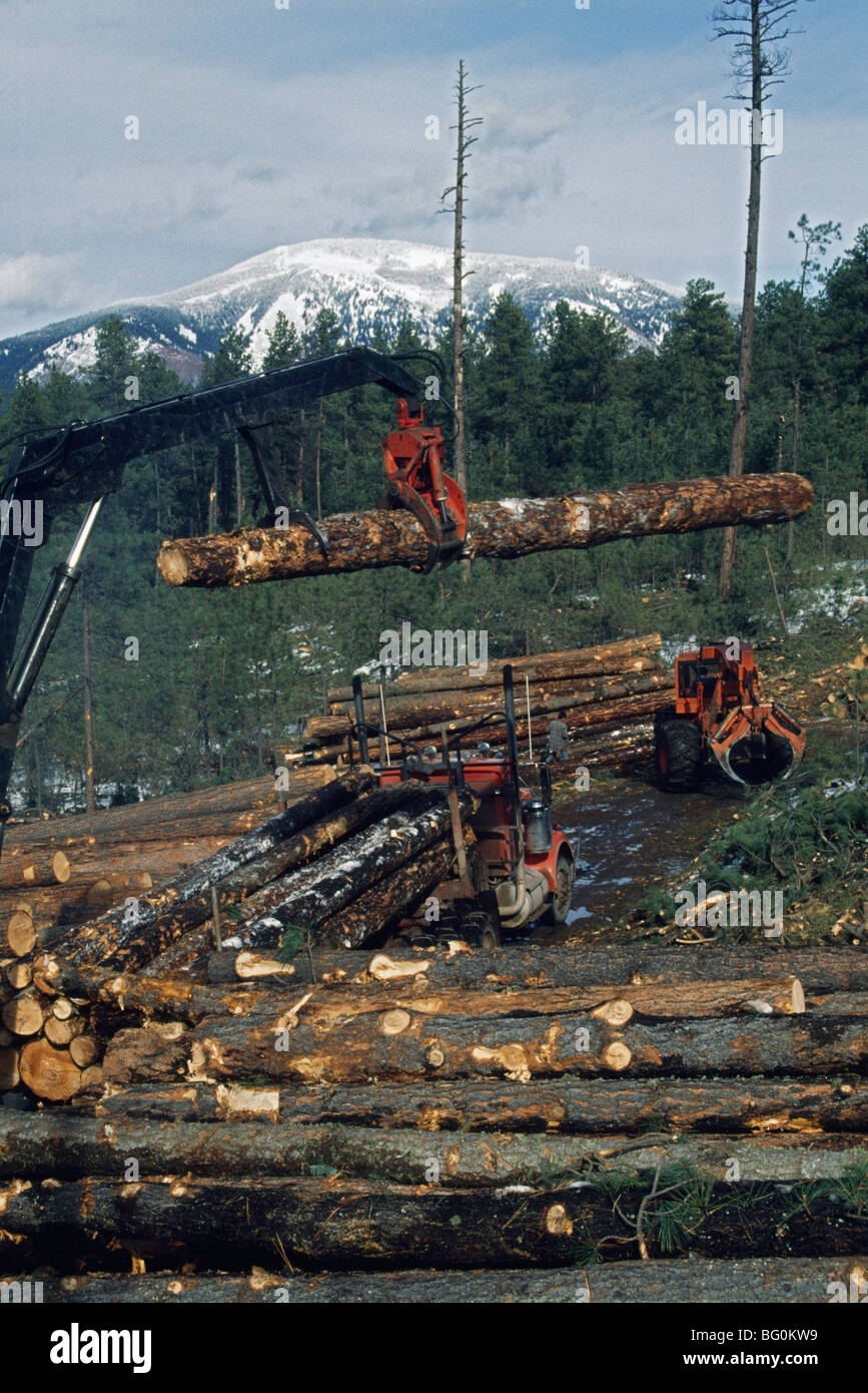 Loader lifting ponderosa pine log (Pinus ponderosa) onto logging truck ...