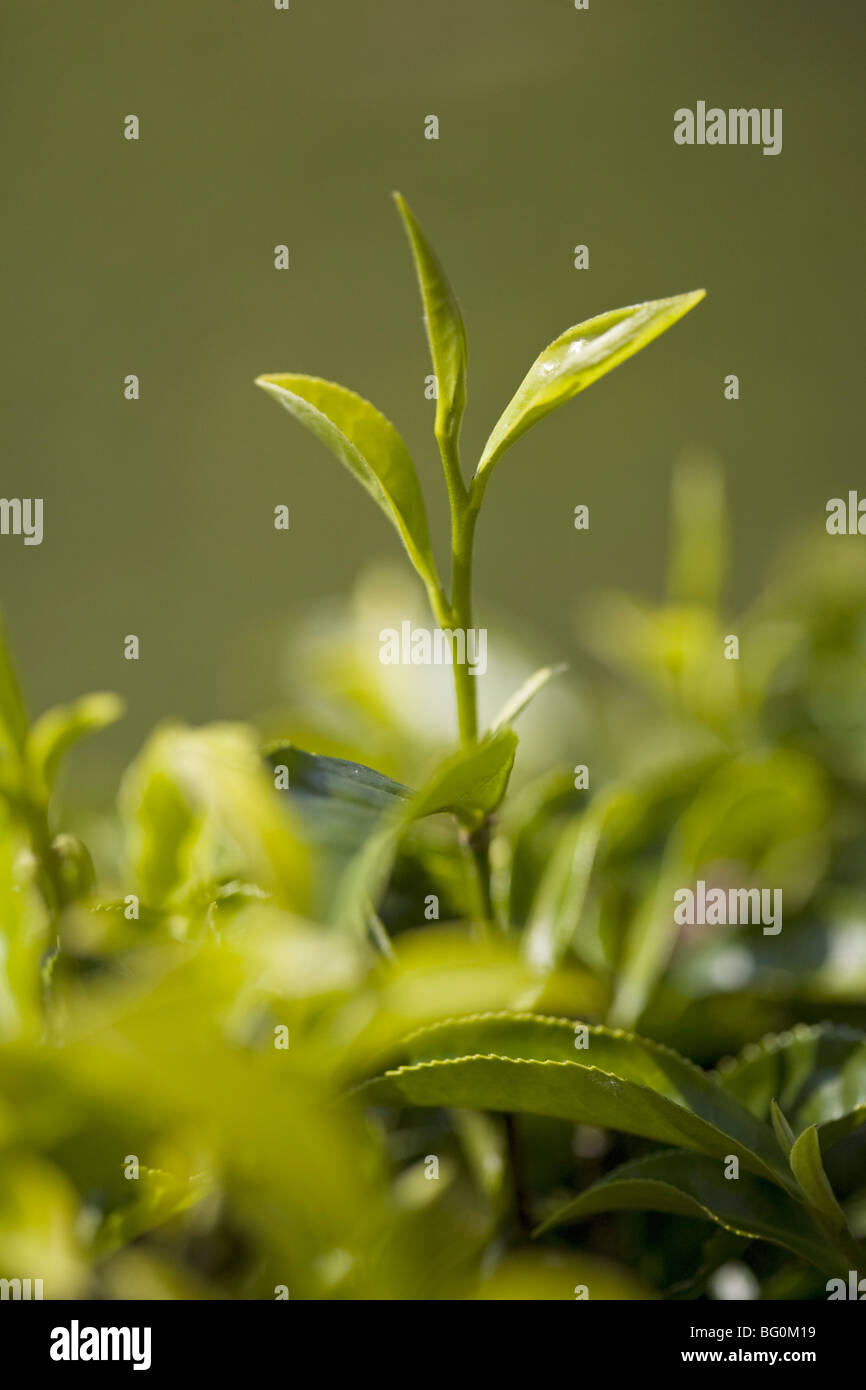 Tea leaves, top two leaves and bud used for First Flush teas, Happy ...