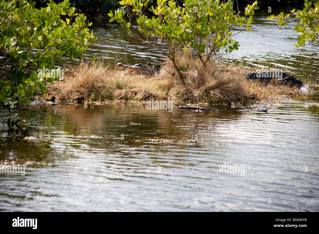 Alligator sun bathing on little strip of land in waterway Stock Photo ...