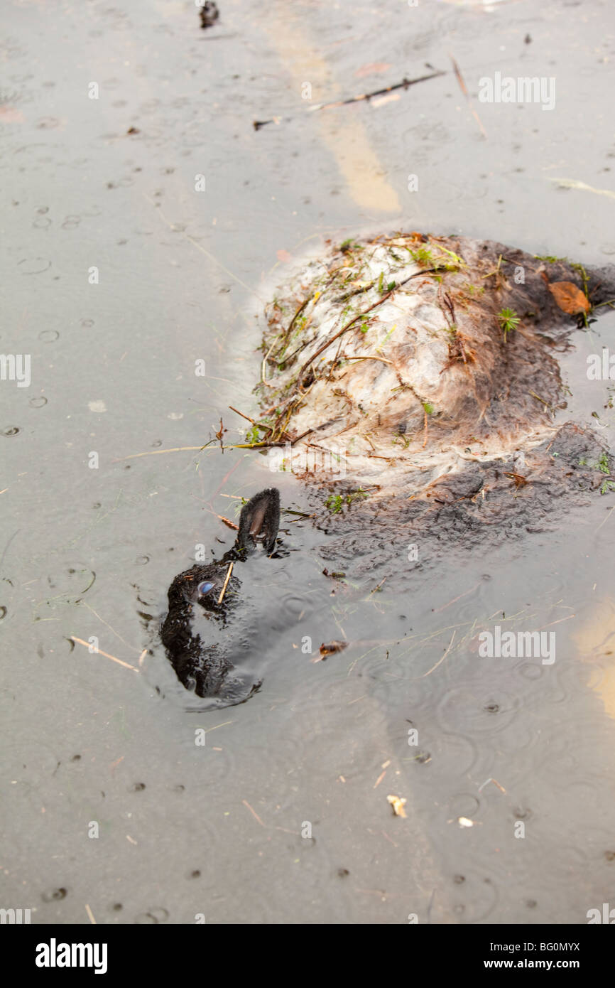 Dead sheep floating in flood waters in Ambleside during the devastating ...