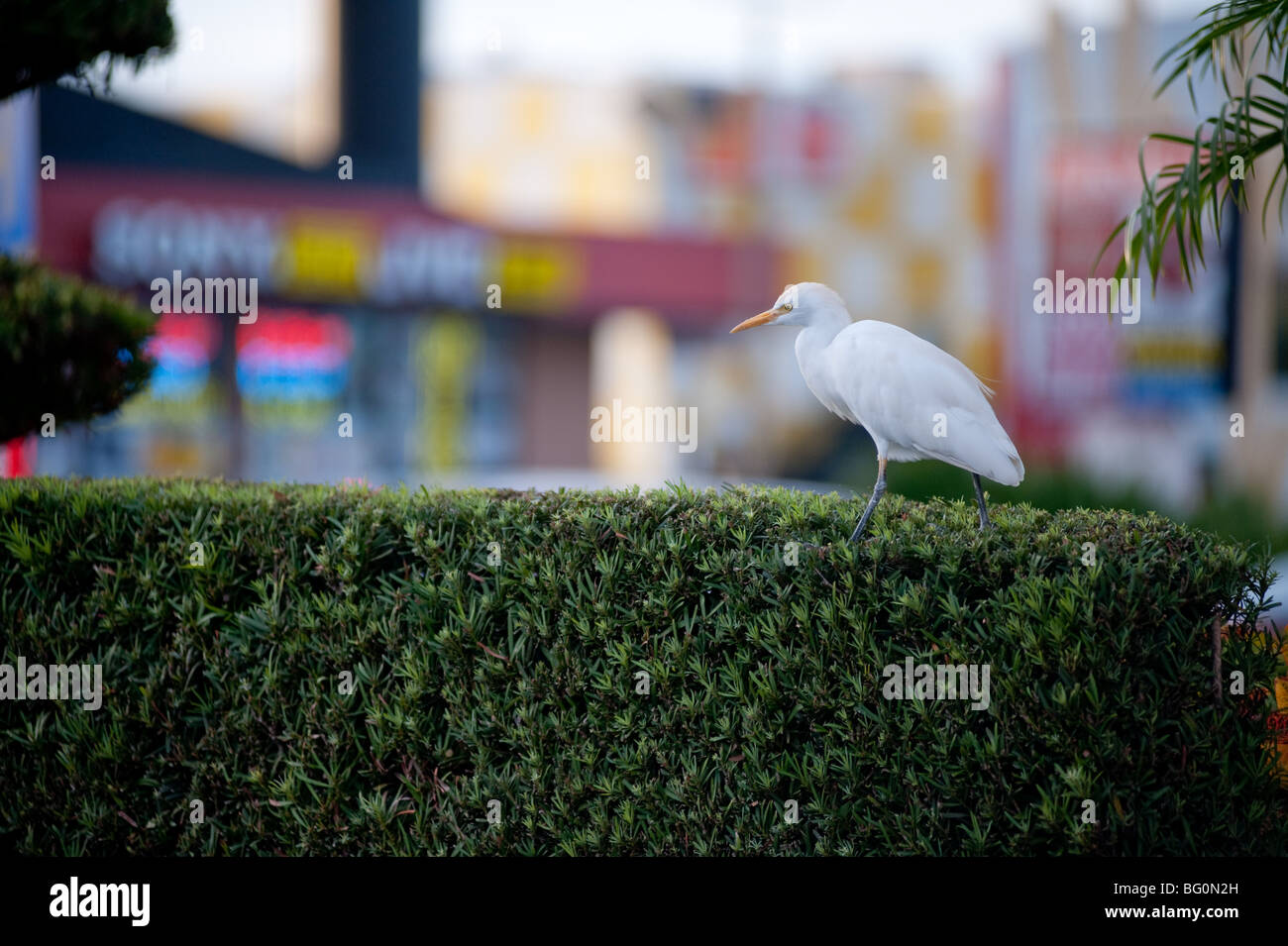 White sea bird looking for food on bush Stock Photo - Alamy