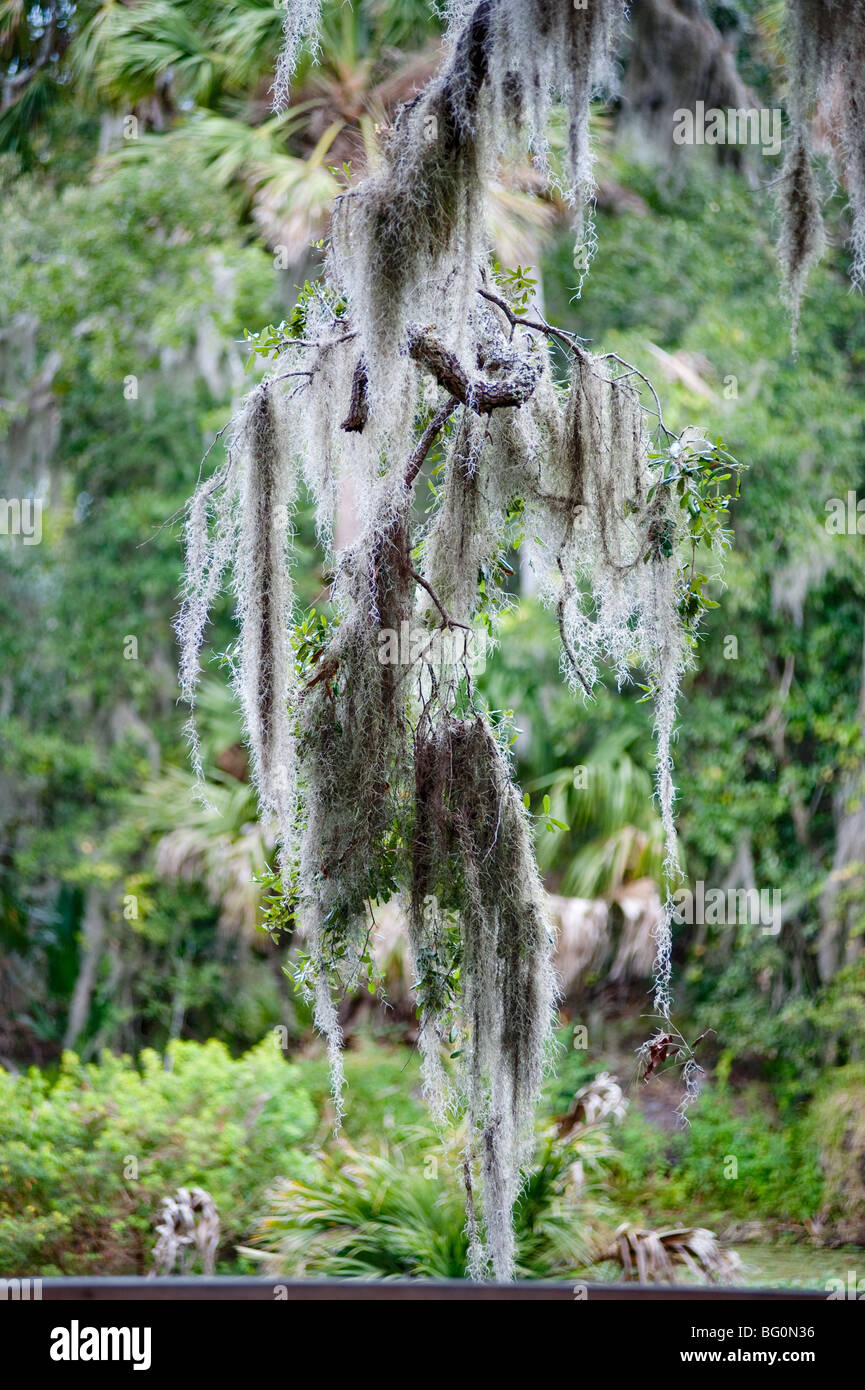 Jungle area in Florida just off the coast where Manatees roam during ...