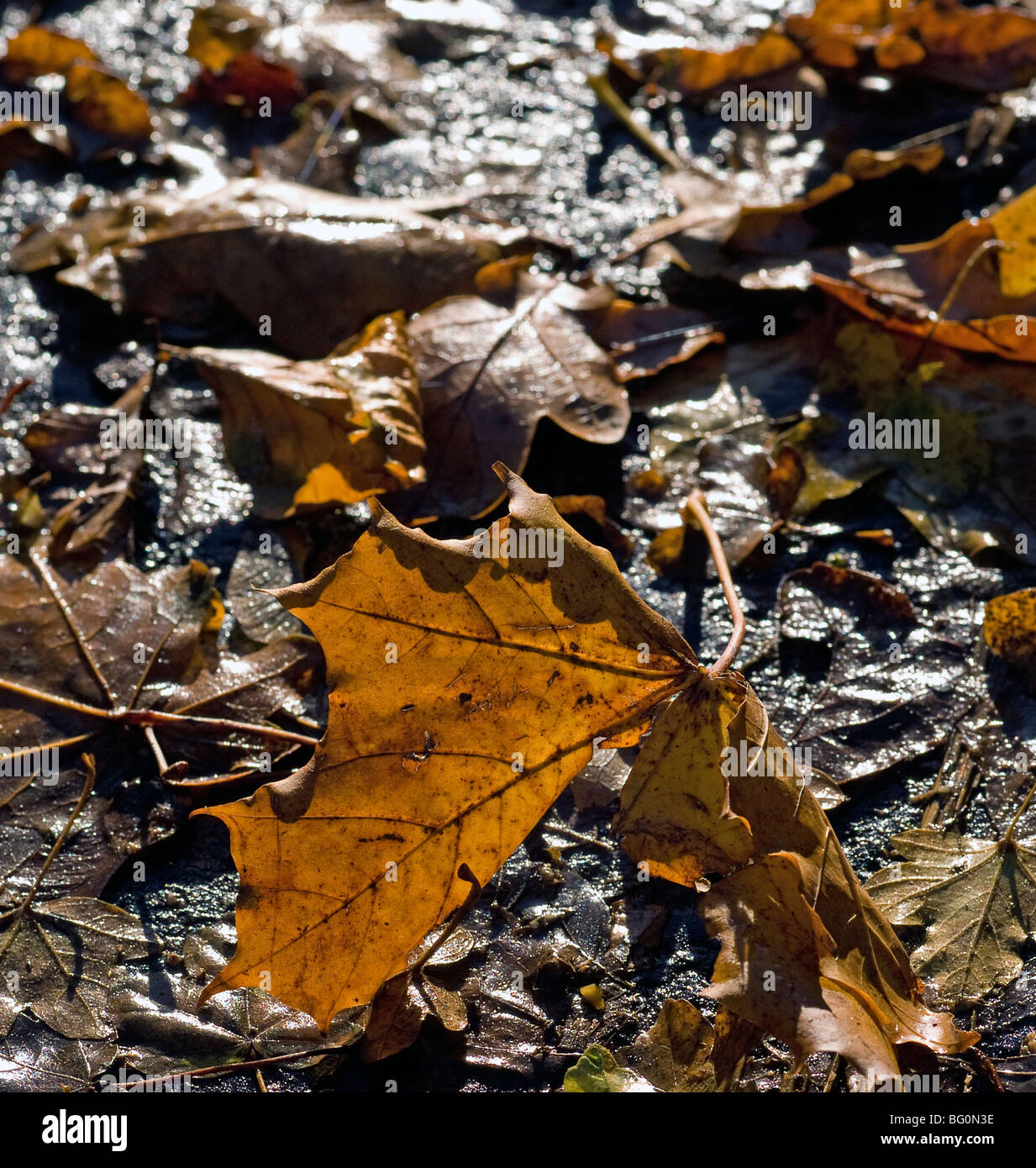 Damp fallen leaves hi-res stock photography and images - Alamy