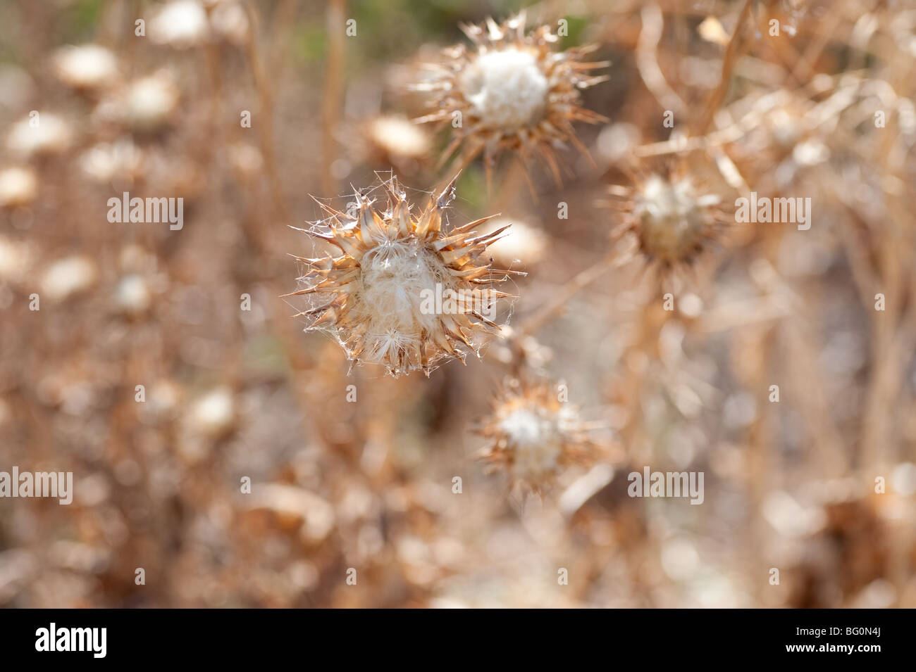 Cotton weed hi-res stock photography and images - Alamy
