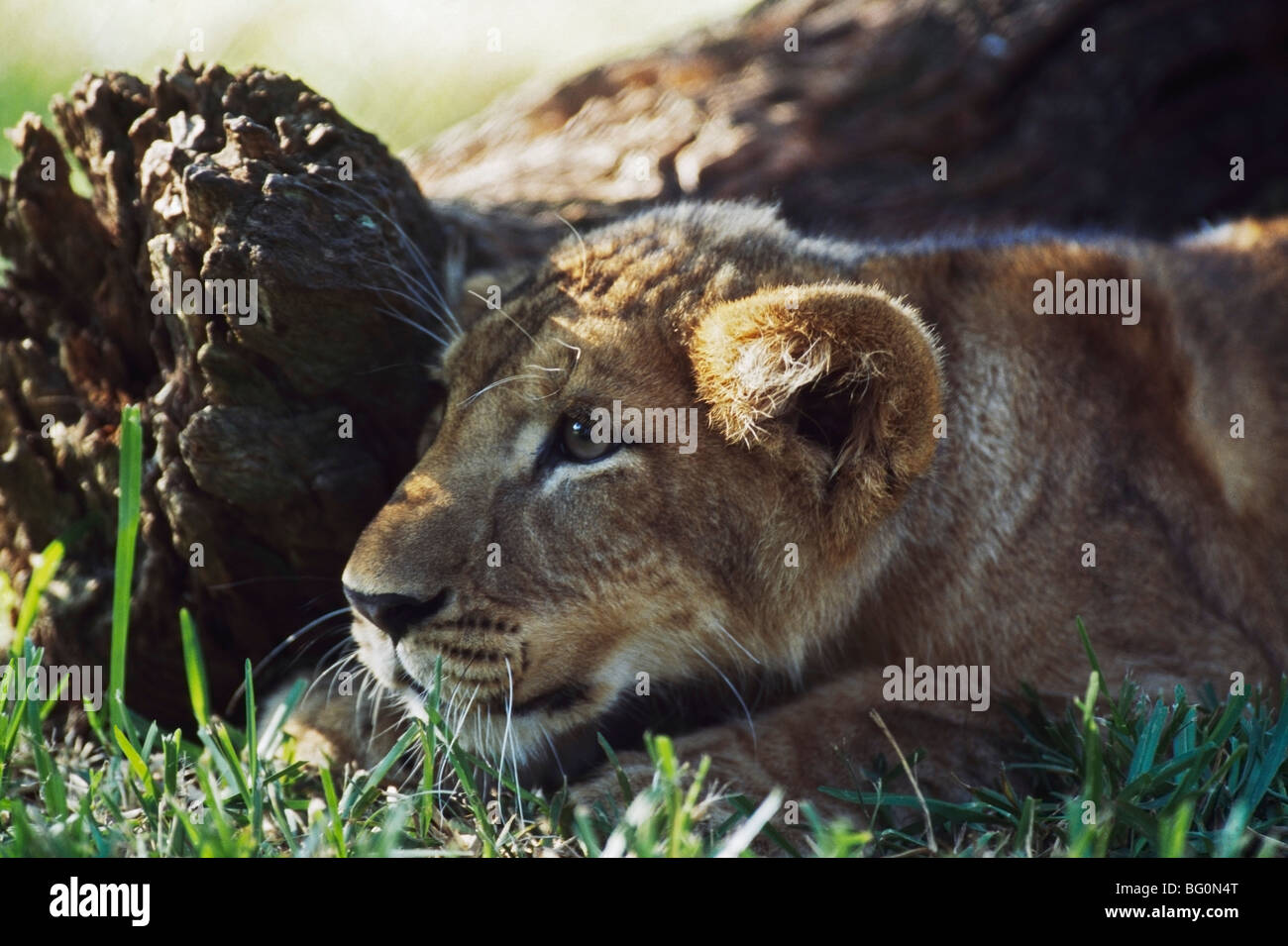 Crouching lion hi-res stock photography and images - Alamy
