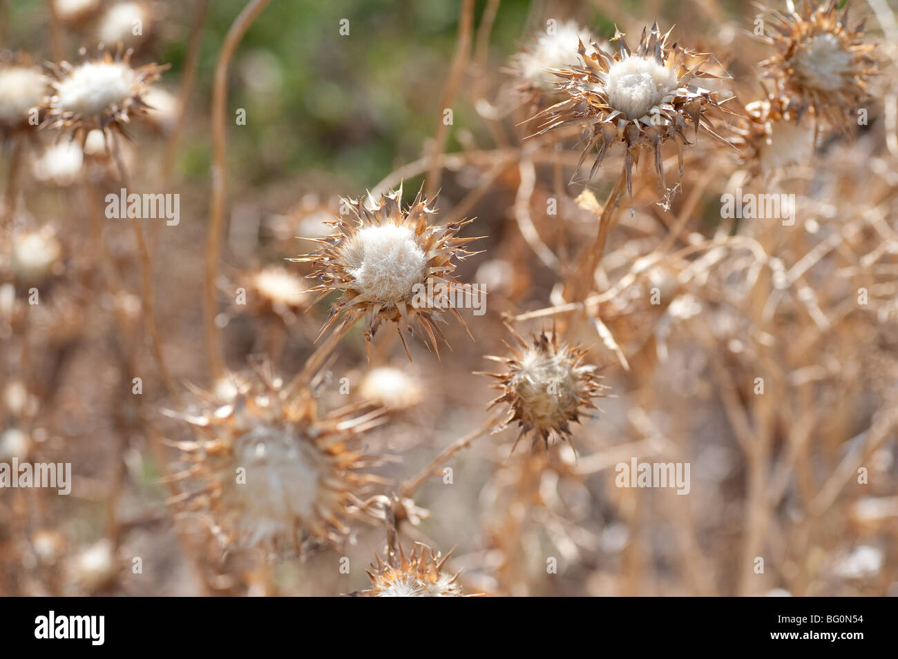 Cotton weed hi-res stock photography and images - Alamy