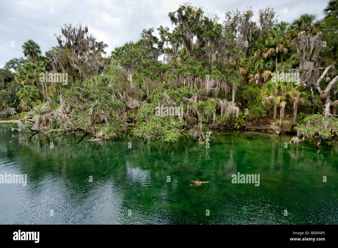 Jungle area in Florida just off the coast where Manatees roam during ...