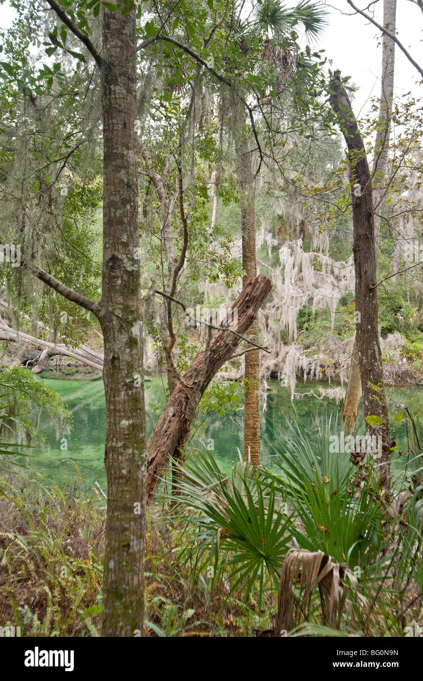 Jungle area in Florida just off the coast where Manatees roam during ...