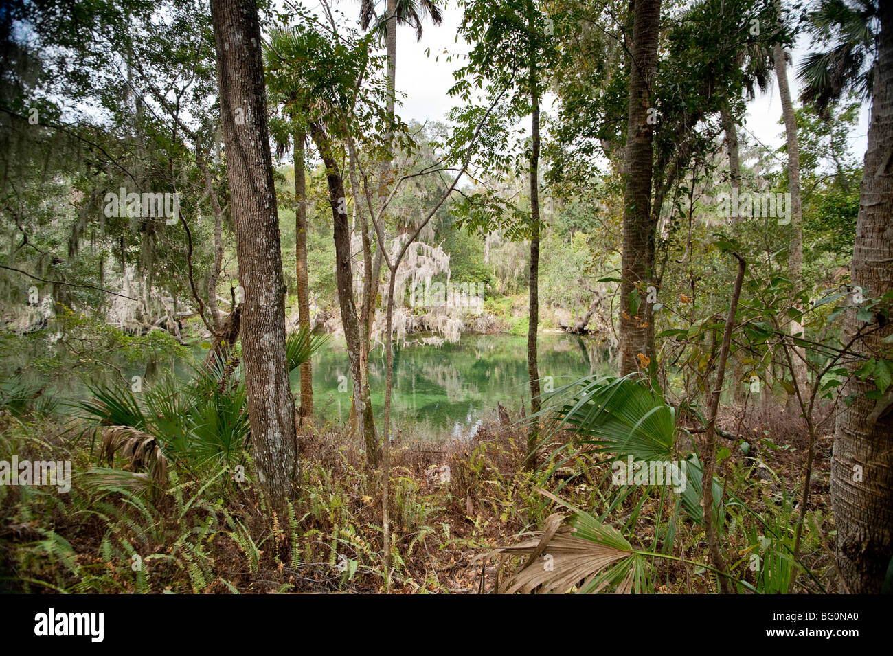 Jungle area in Florida just off the coast where Manatees roam during ...