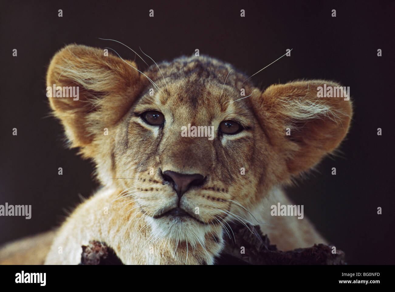Laying lion hi-res stock photography and images - Alamy