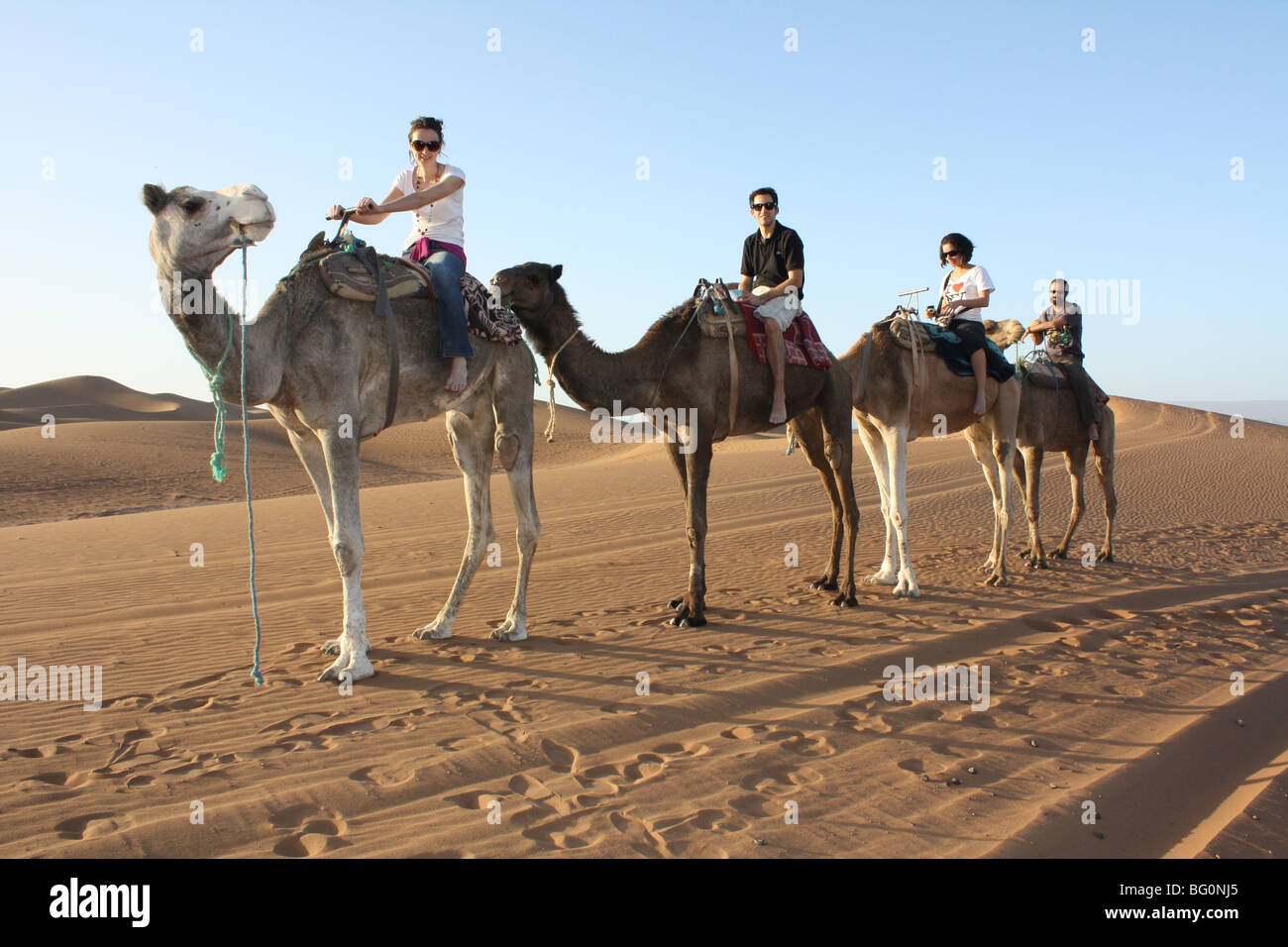 Camel trekking in the Sahara Desert Stock Photo - Alamy