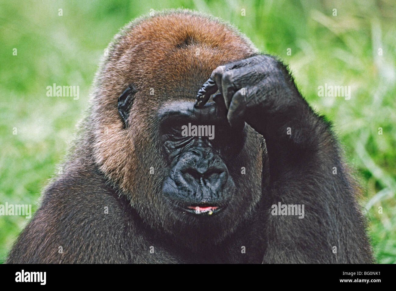 Gorilla Finger High Resolution Stock Photography and Images - Alamy