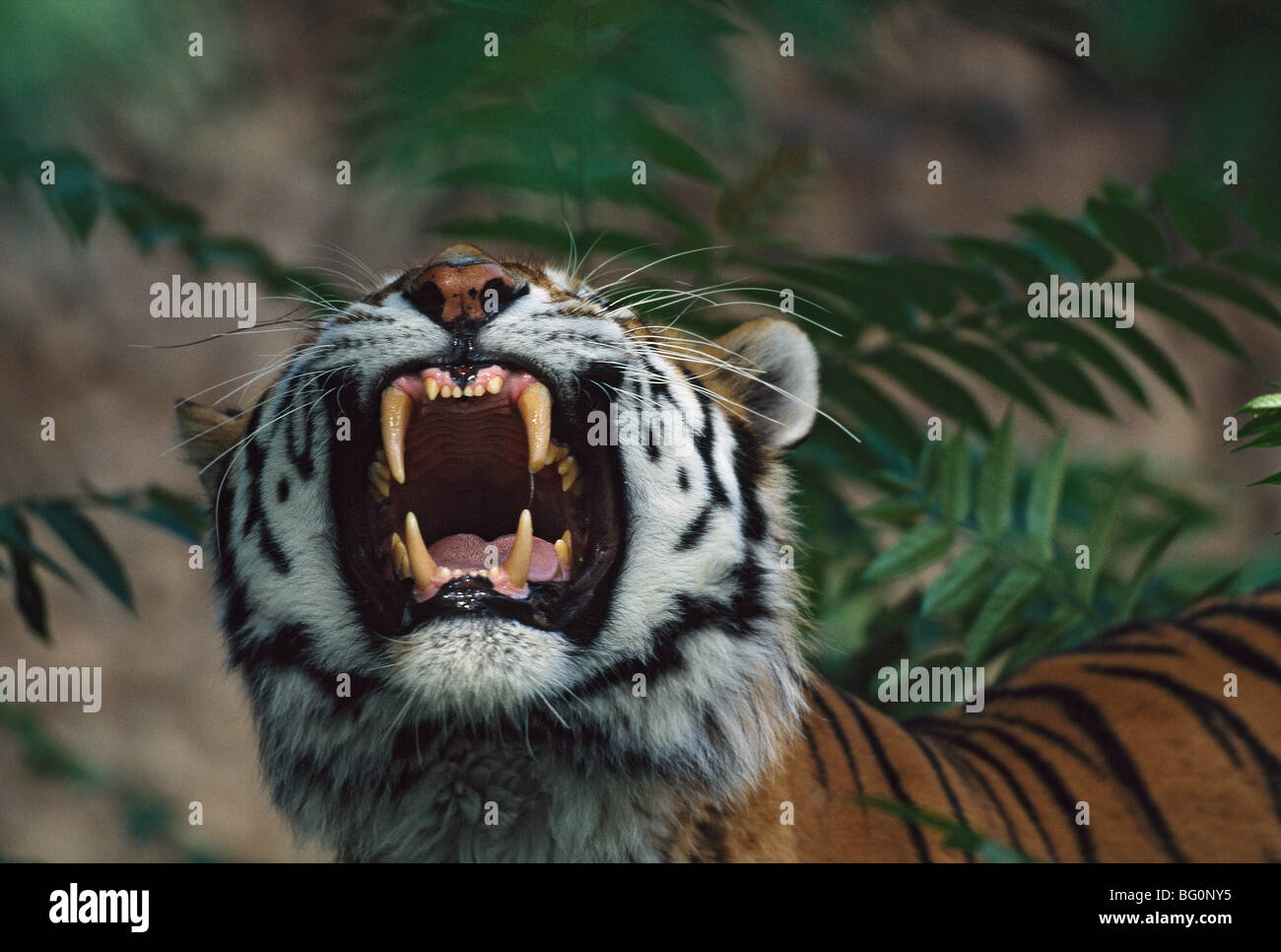 Fangs big hi-res stock photography and images - Alamy