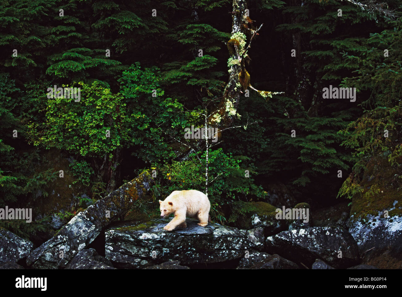 Spirit bear in rainforest, Princess Royal Island, British Columbia ...
