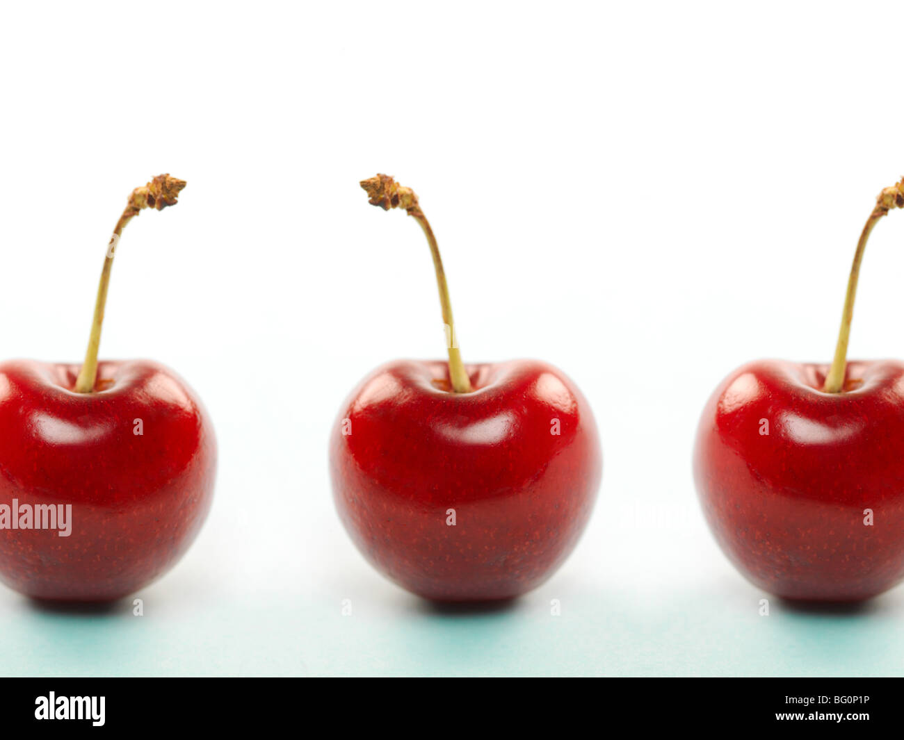 Fresh seasonal red cherries isolated against a powder blue background ...