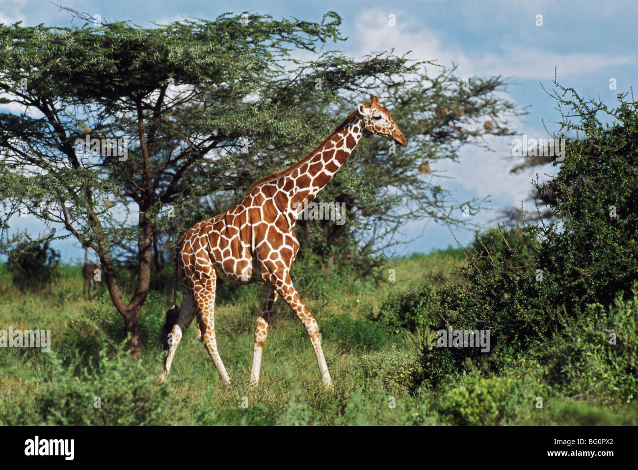 Giraffe walking in acacia forest, Africa Stock Photo - Alamy