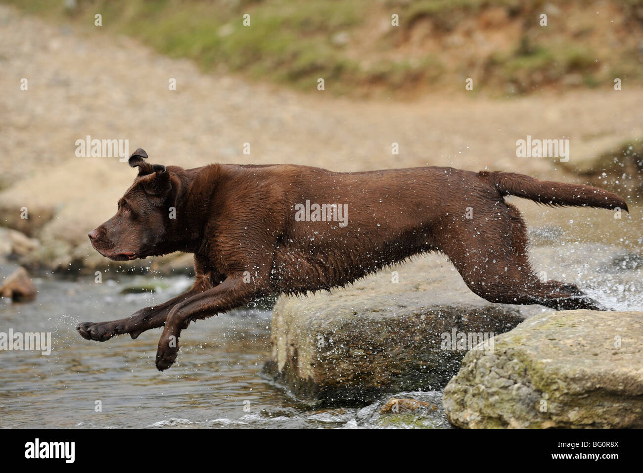 leaping labrador retriever Stock Photo - Alamy