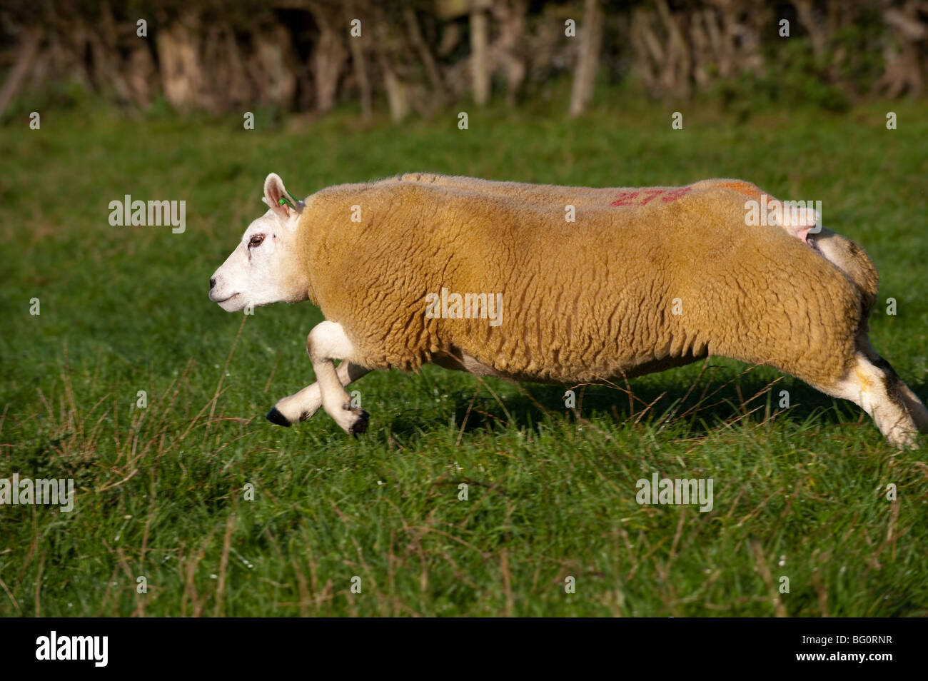 Sheep run uk hi-res stock photography and images - Alamy