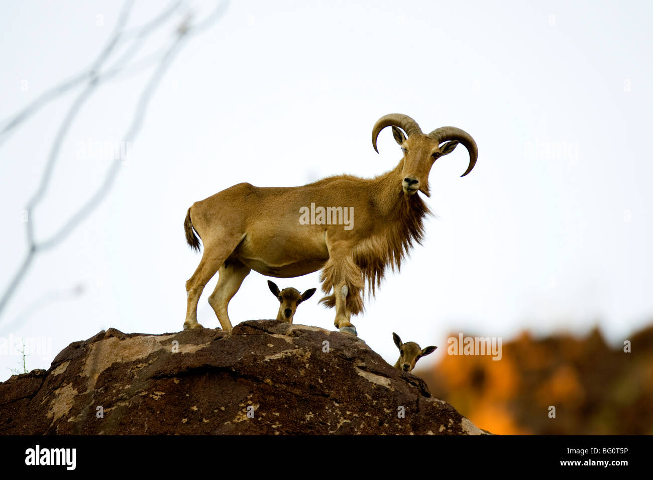 Aoudad sheep with lambs Stock Photo - Alamy