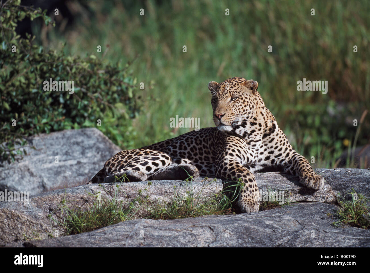 Leopard reclining on kopje, Africa Stock Photo - Alamy