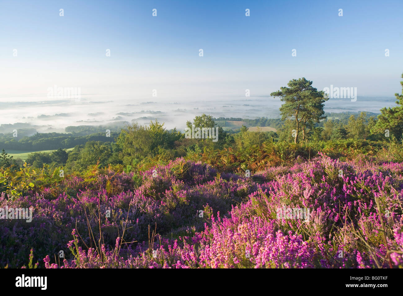 Surrey hills summer hi-res stock photography and images - Alamy