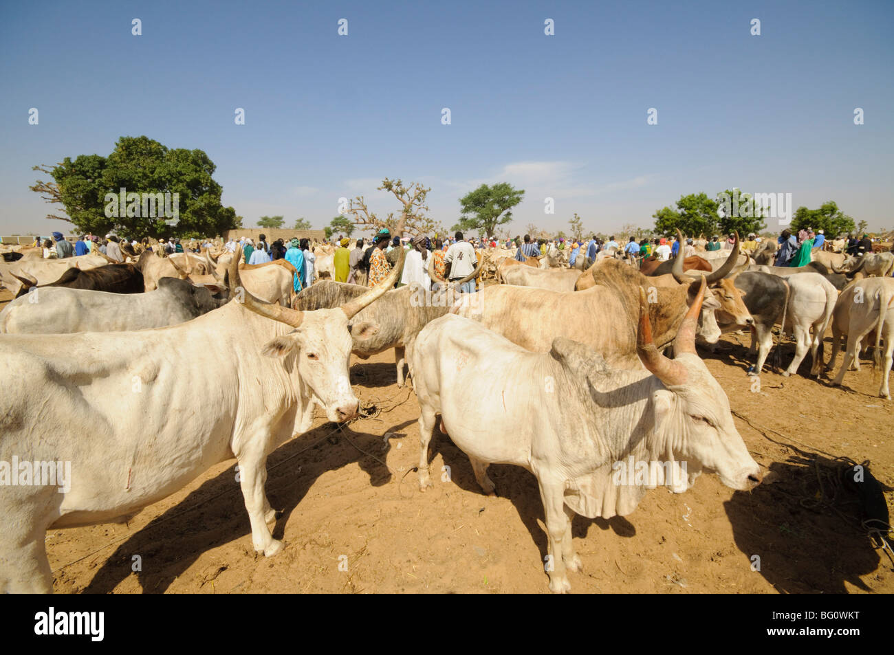 Africa Animal Market Animals High Resolution Stock Photography and ...