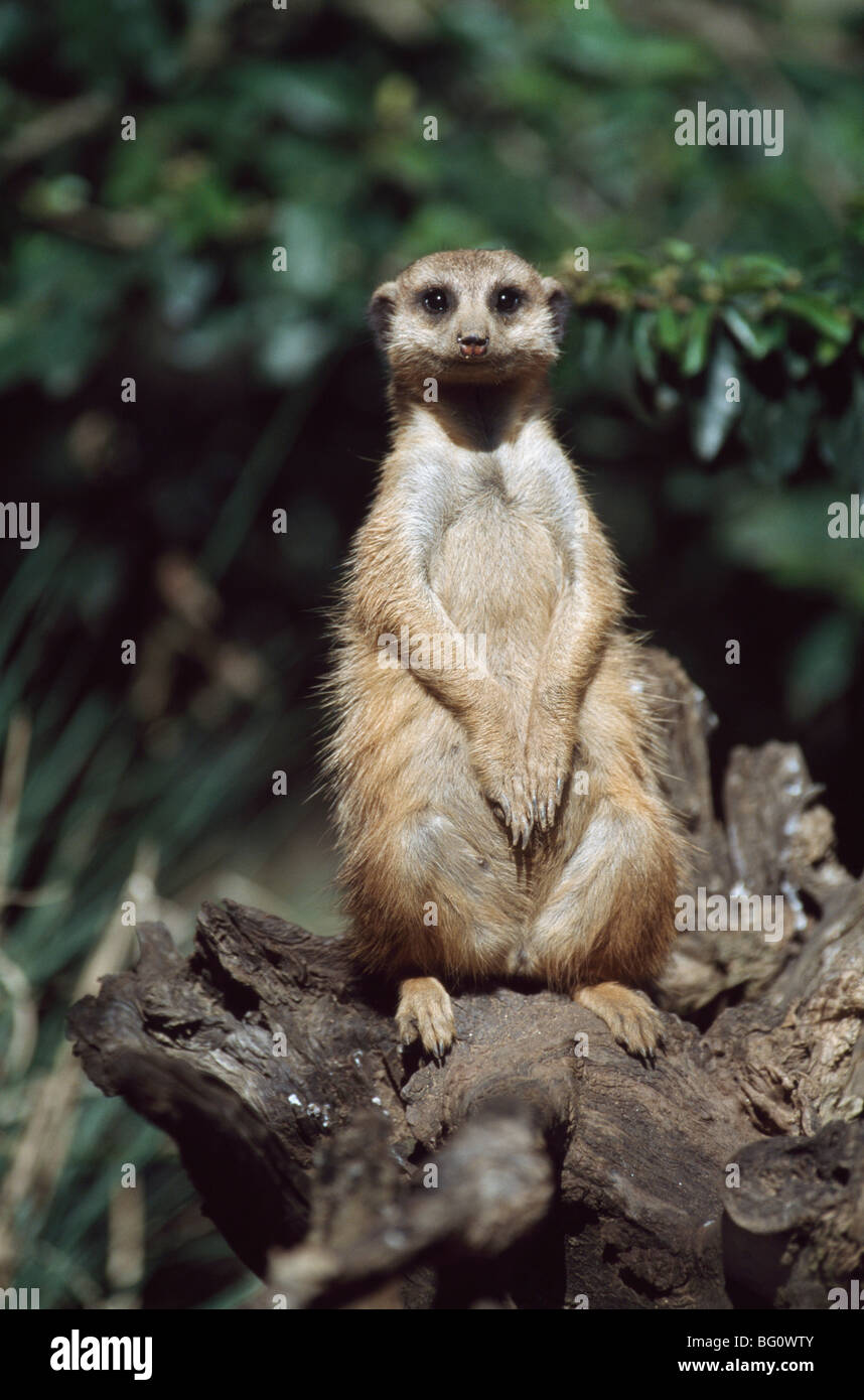 Meerkat sitting on a stump, Africa Stock Photo - Alamy