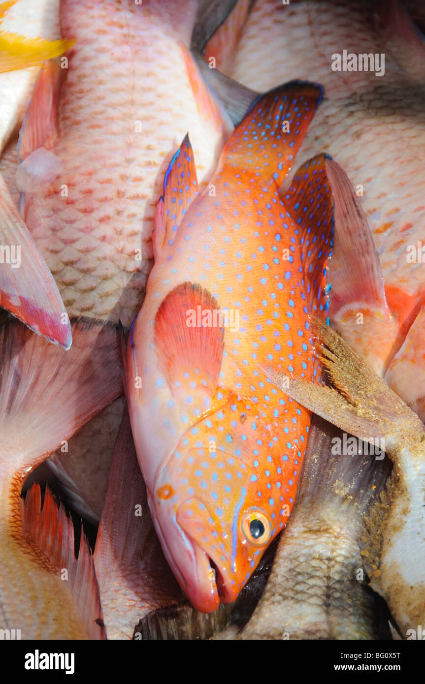 Fish, Saly, Senegal, West Africa, Africa Stock Photo - Alamy