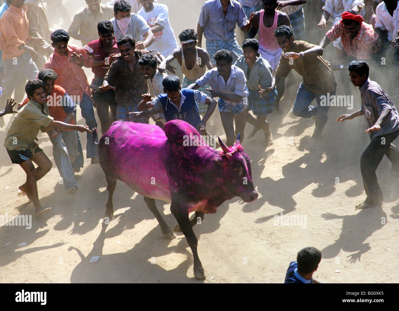 Indian villagers try to catch a bull during a bull-taming festival near ...