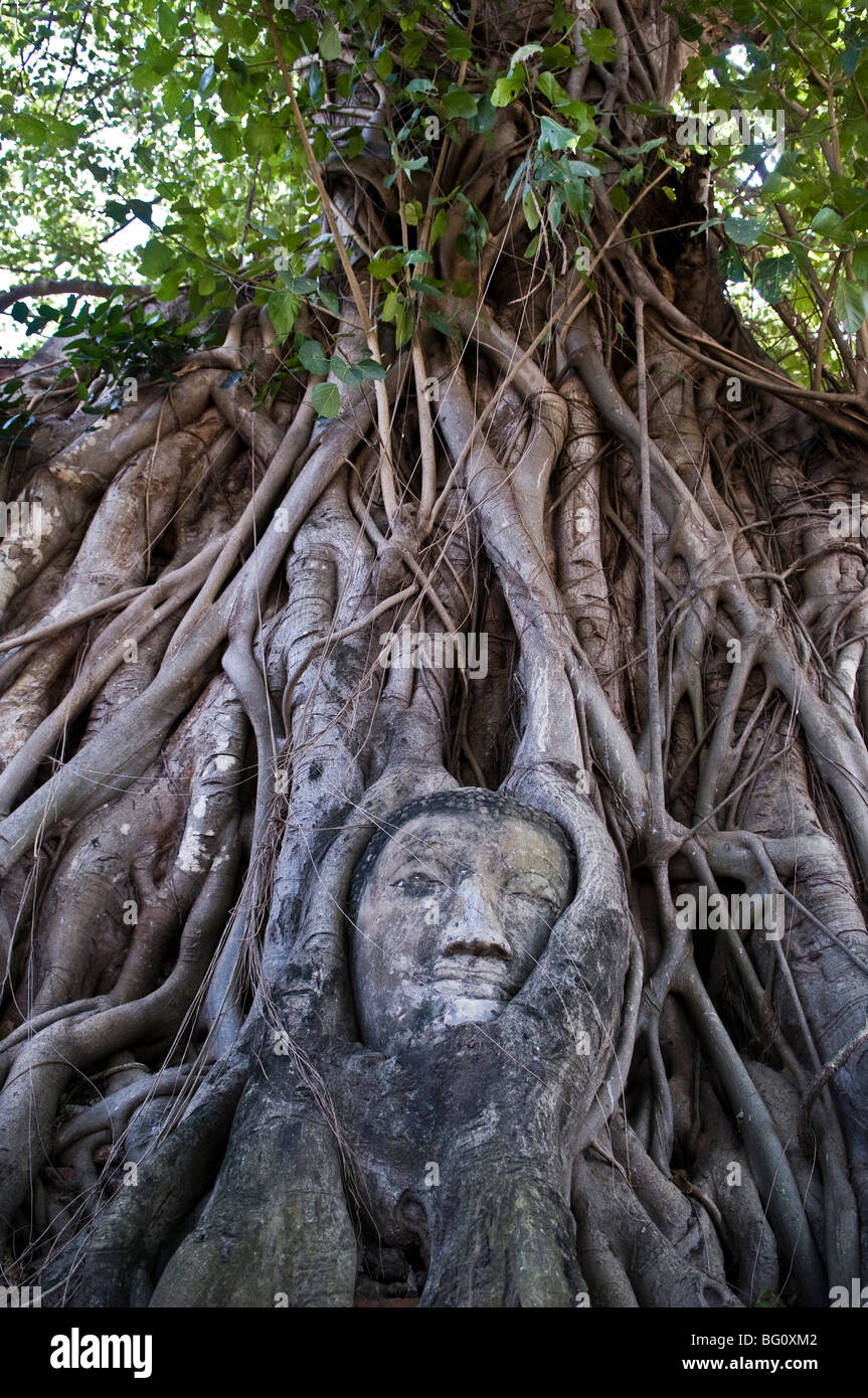 The famous Buddha face surrounded by the big tree Stock Photo - Alamy