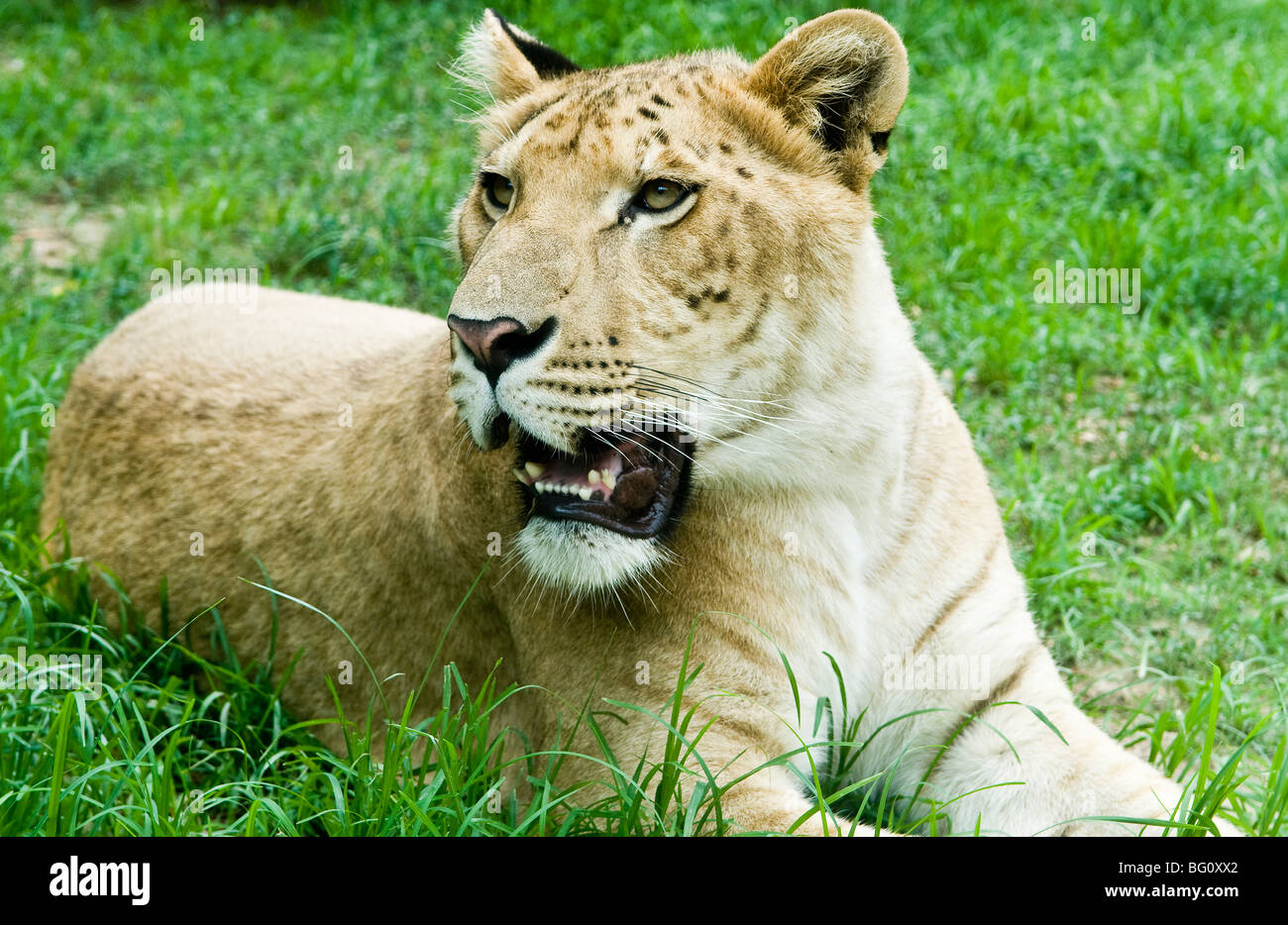 Liger hi-res stock photography and images - Alamy