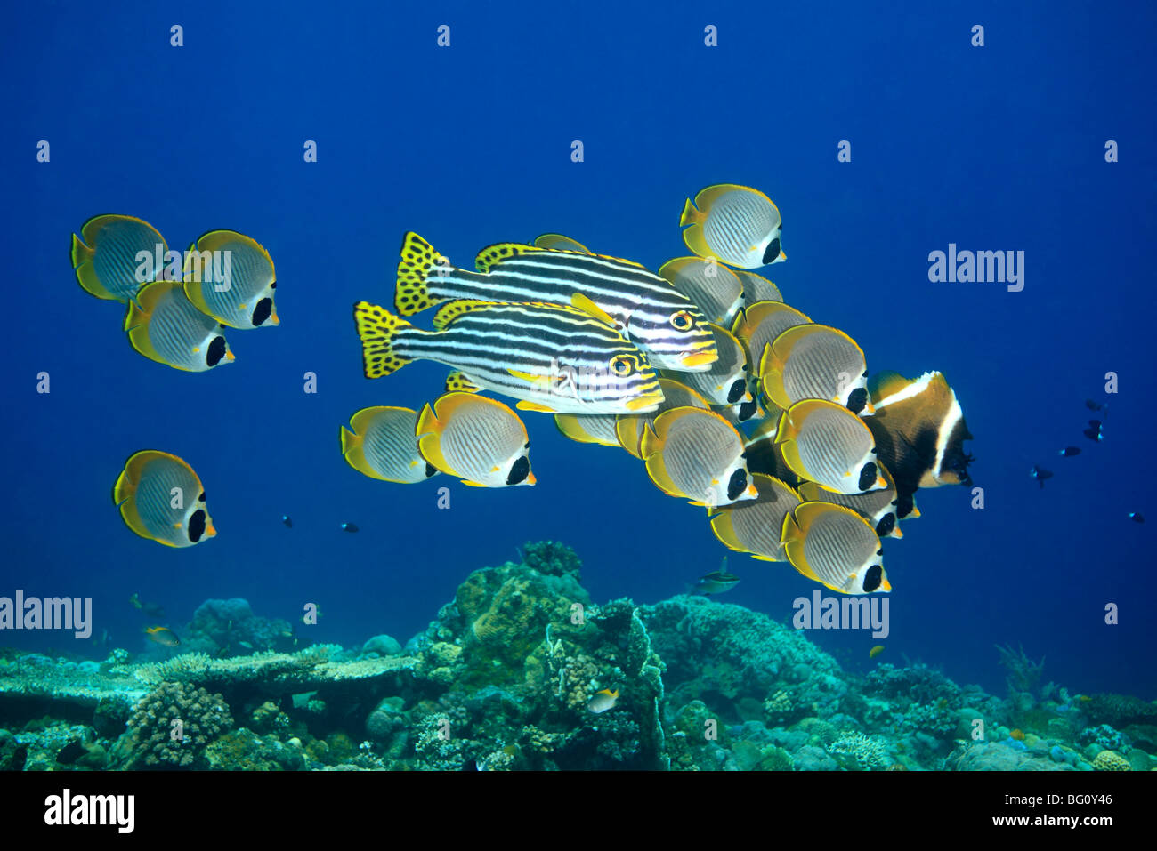 Two Oriental Sweetlips, Plectorhinchus vittatus, and a school of ...