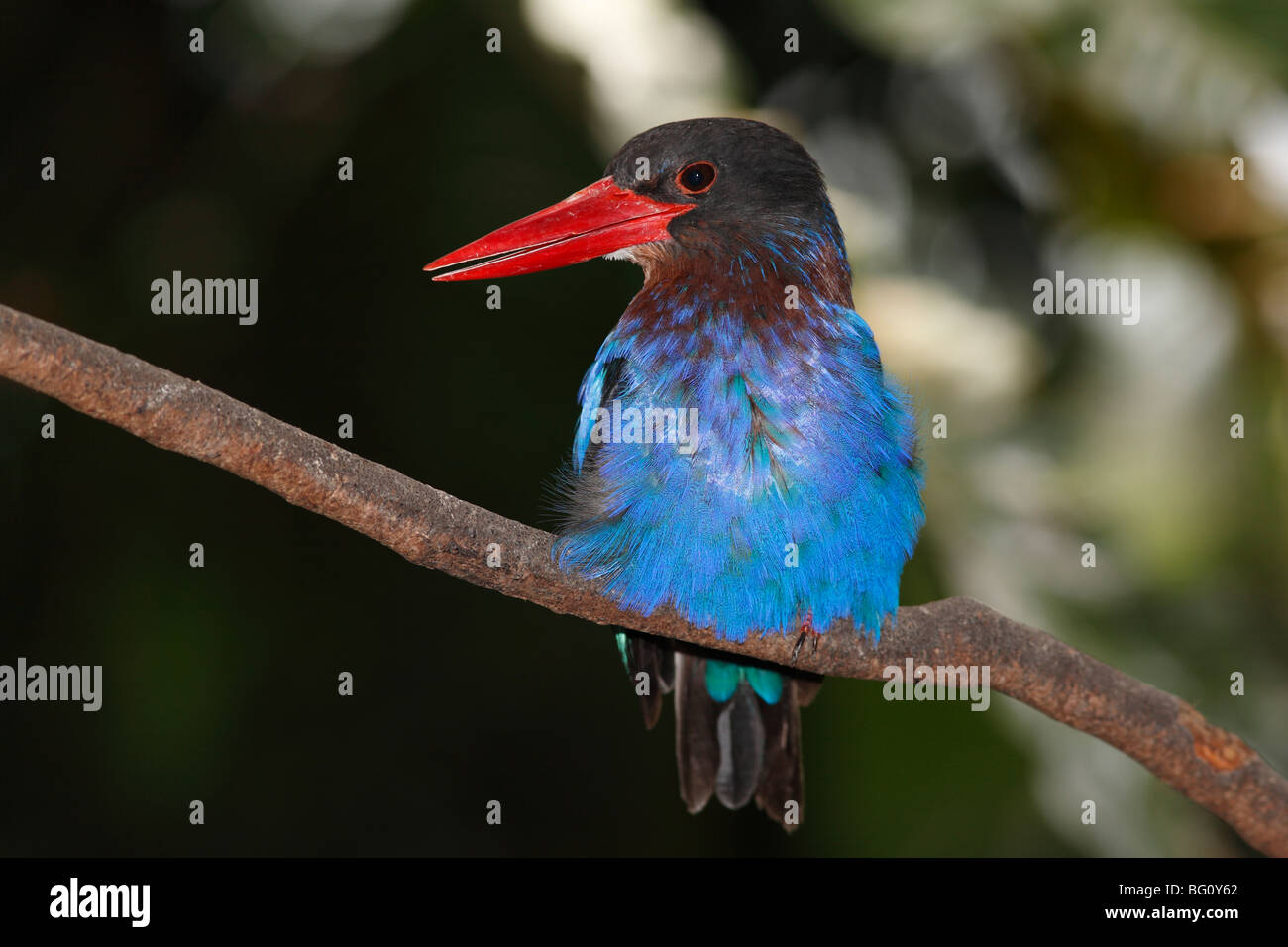 Javan Kingfisher, Halcyon cyanoventris, is found in the lowland areas ...