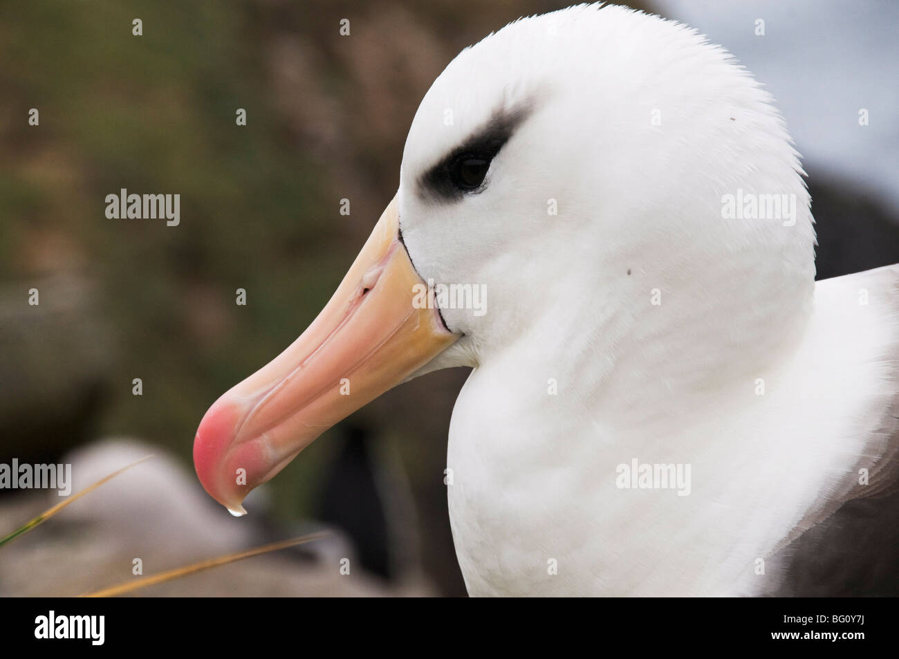 Albatross side profile hi-res stock photography and images - Alamy