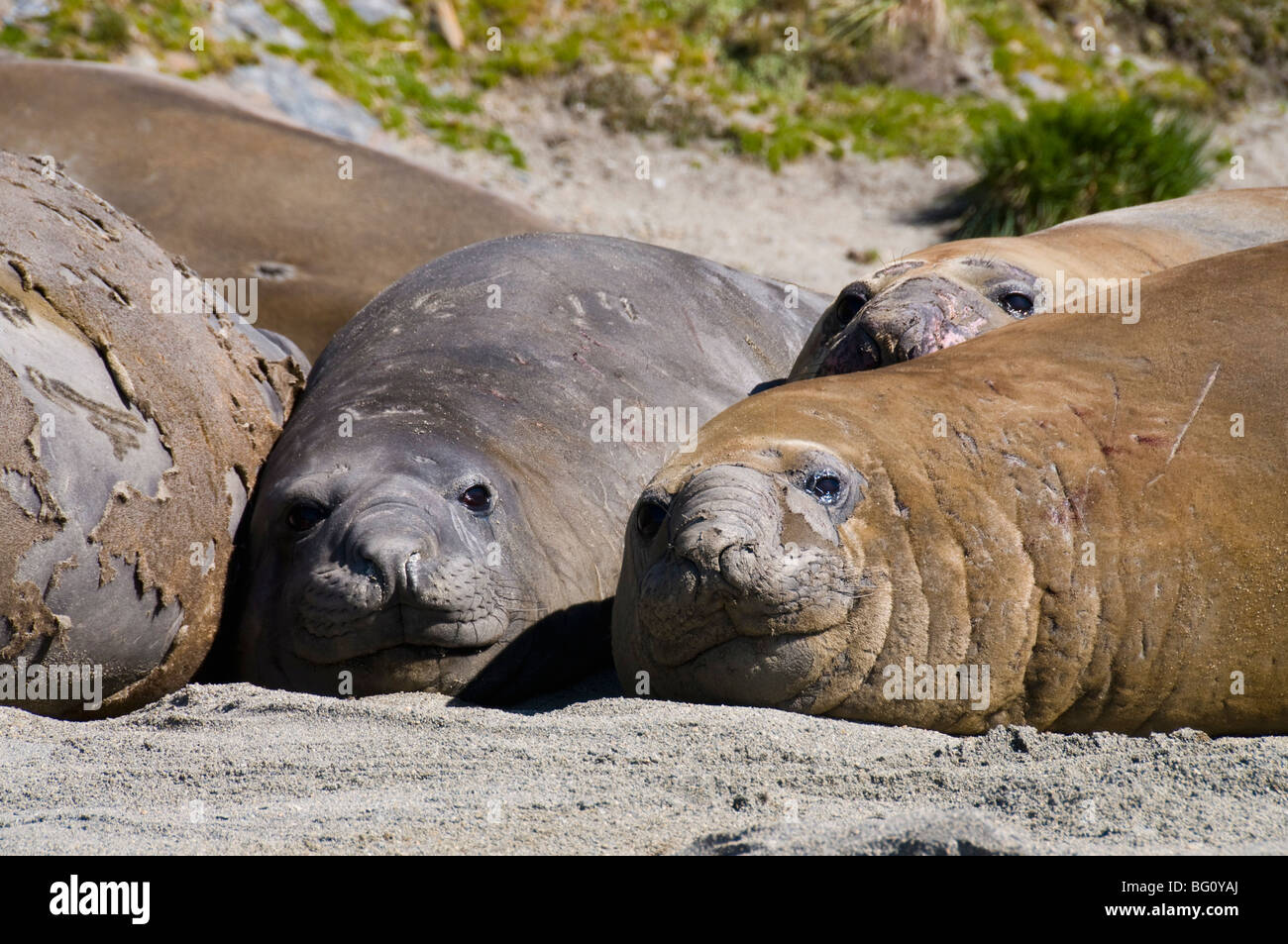 Elephant seals, Moltke Harbour, Royal Bay, South Georgia, South ...