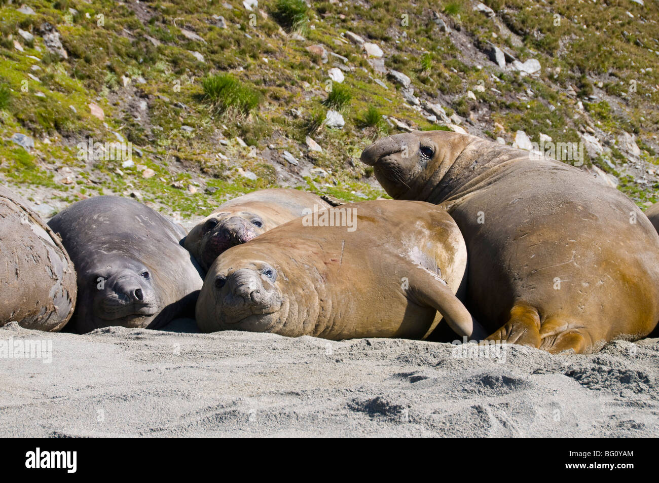 Elephant seals, Moltke Harbour, Royal Bay, South Georgia, South ...