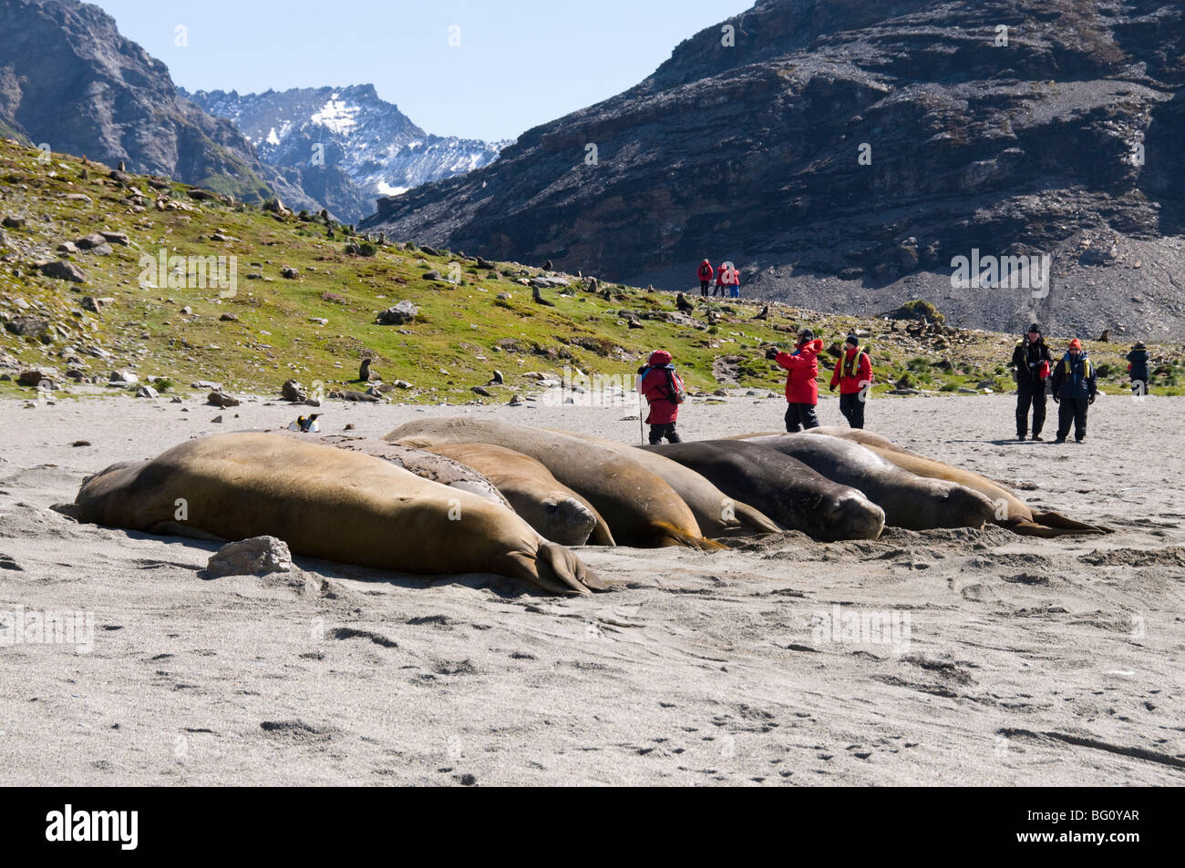 Elephant seals, Moltke Harbour, Royal Bay, South Georgia, South ...