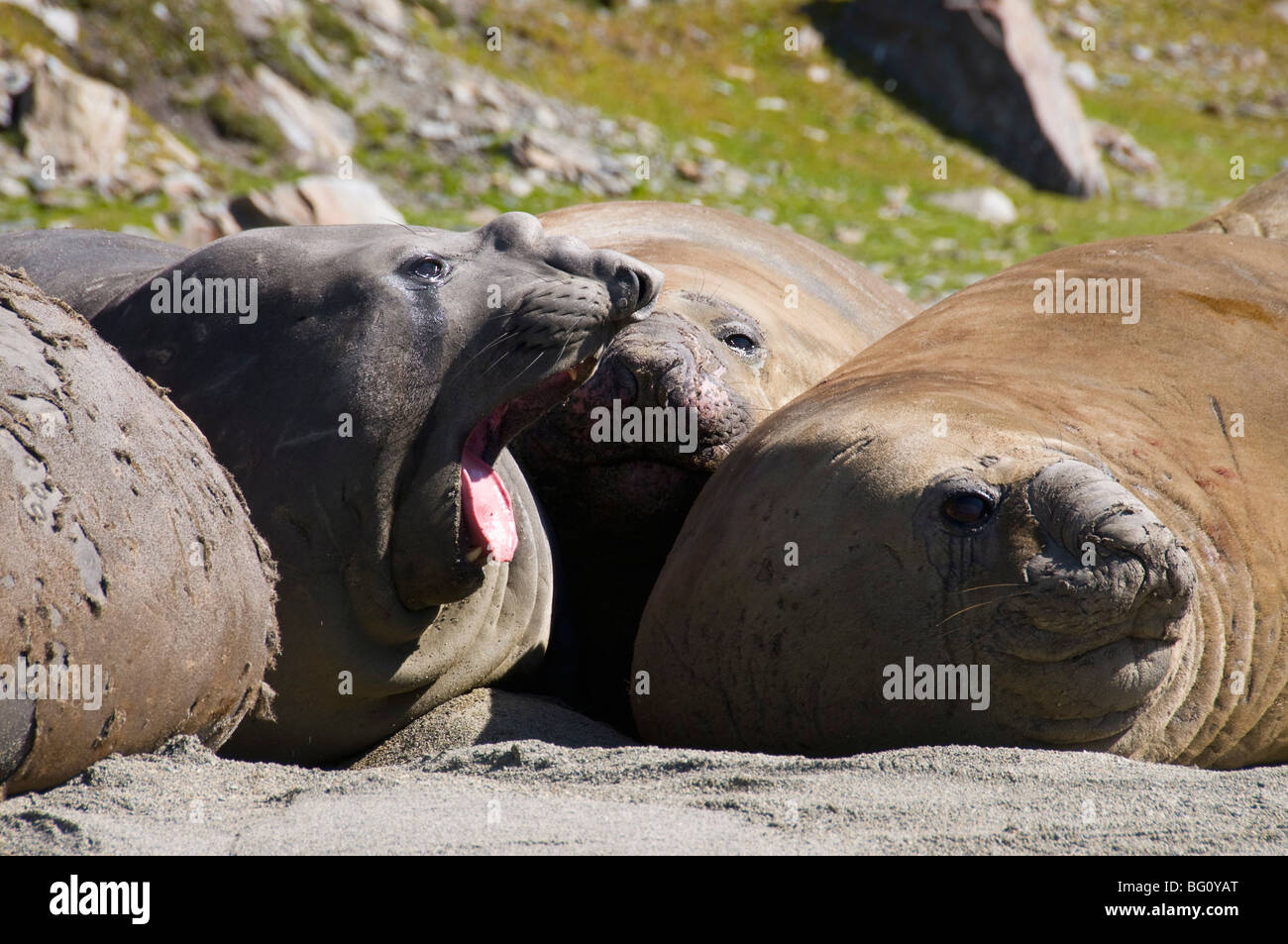 Elephant seals, Moltke Harbour, Royal Bay, South Georgia, South ...