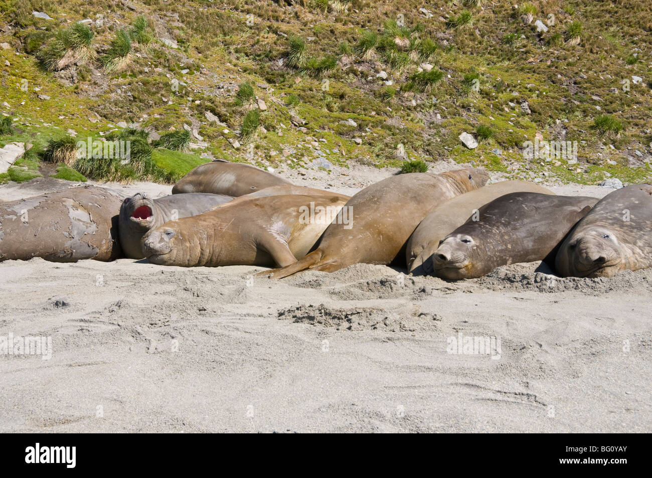 Elephant seals, Moltke Harbour, Royal Bay, South Georgia, South ...