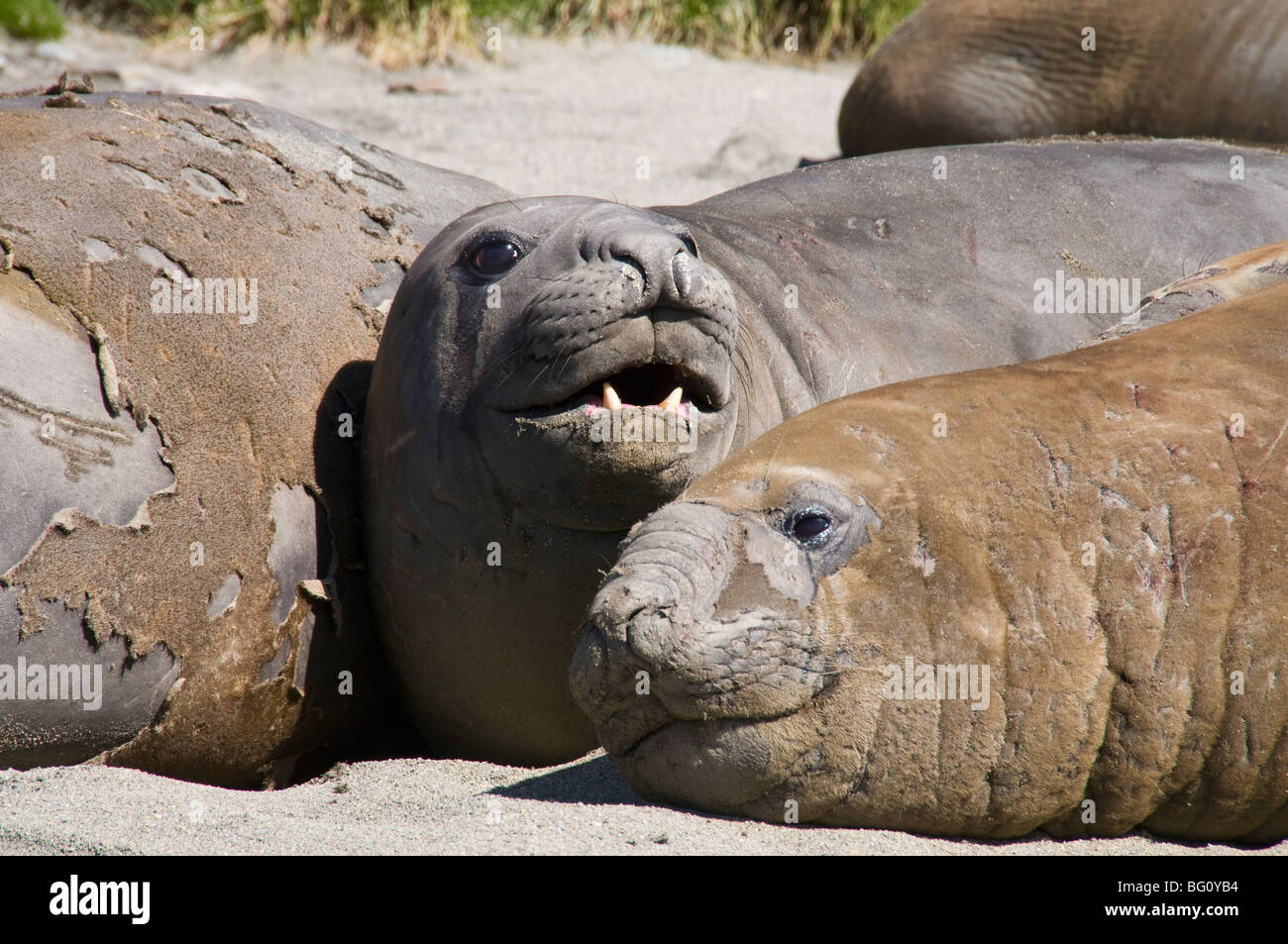 Elephant seals, Moltke Harbour, Royal Bay, South Georgia, South ...