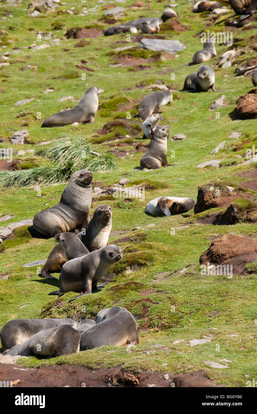 Fur seals, Moltke Harbour, Royal Bay, South Georgia, South Atlantic ...