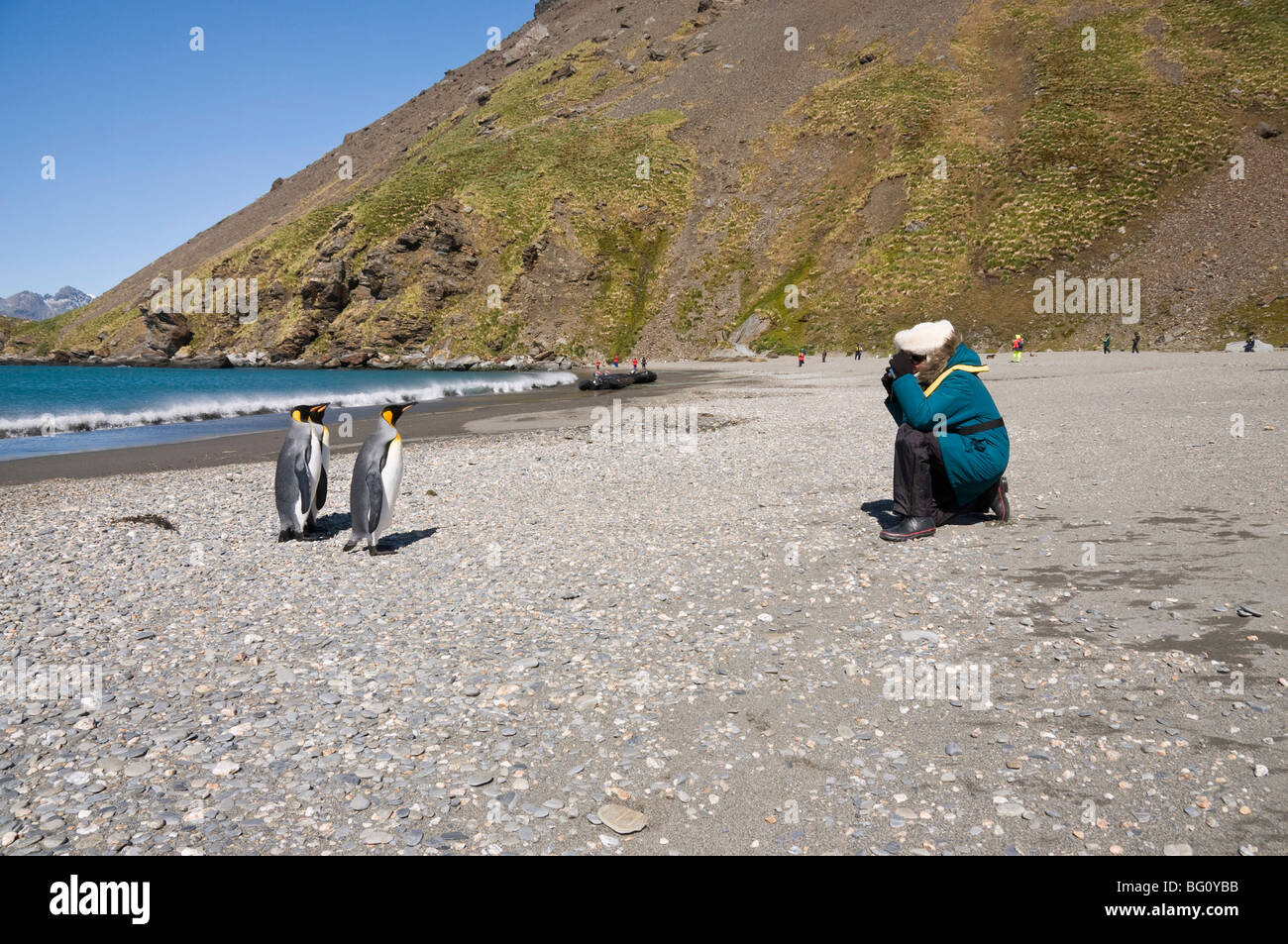 King penguins, Moltke Harbour, Royal Bay, South Georgia, South Atlantic ...