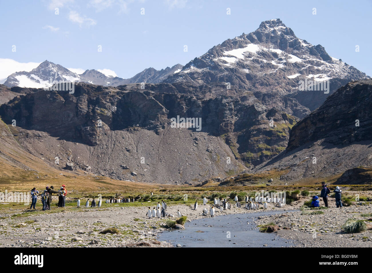 King penguins, Moltke Harbour, Royal Bay, South Georgia, South Atlantic ...