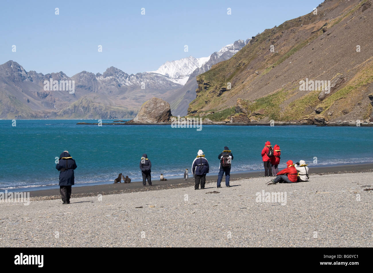 King penguins and fur seals, Moltke Harbour, Royal Bay, South Georgia ...
