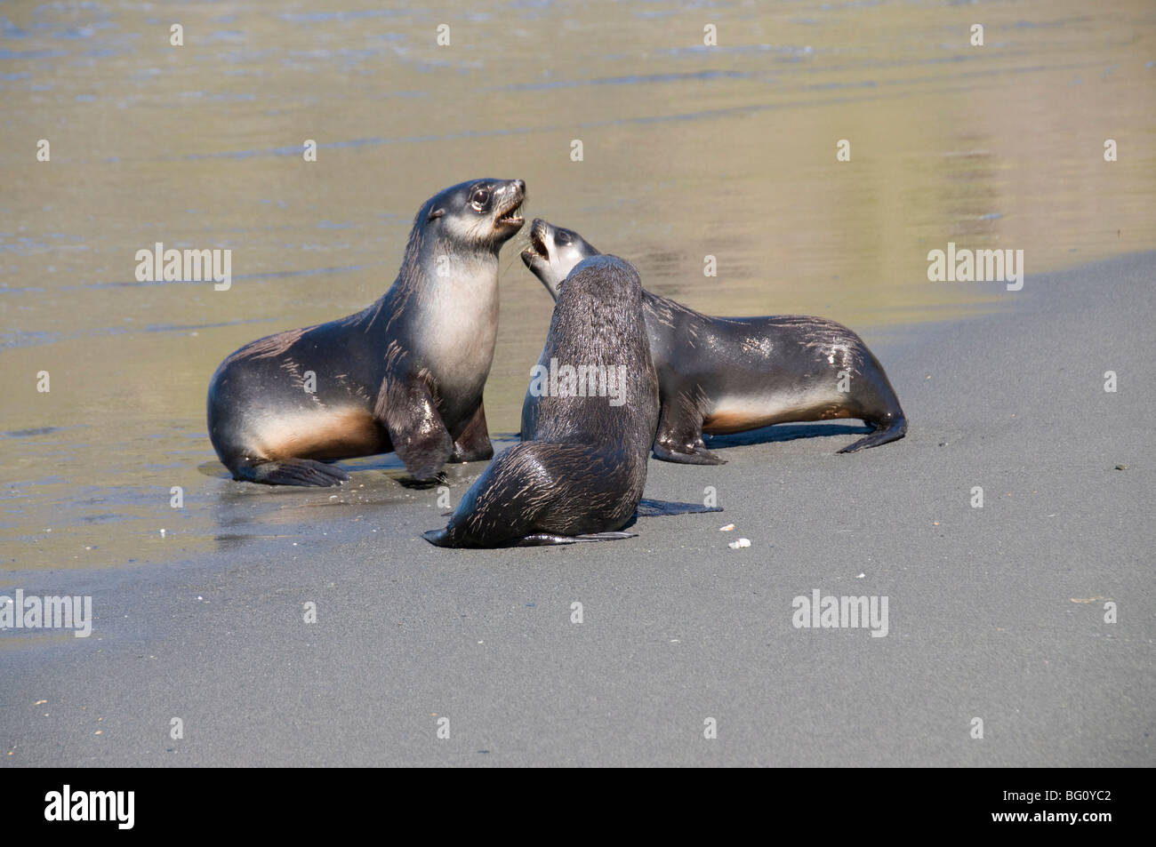 Moltke bay hi-res stock photography and images - Alamy